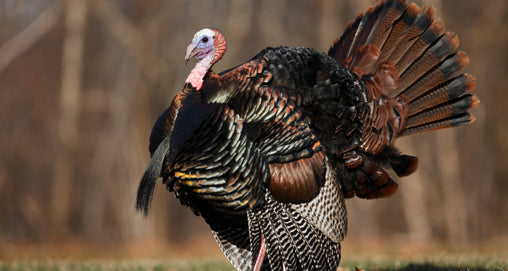 Fall Turkey Hunting Tips – Big Sky Canvas
